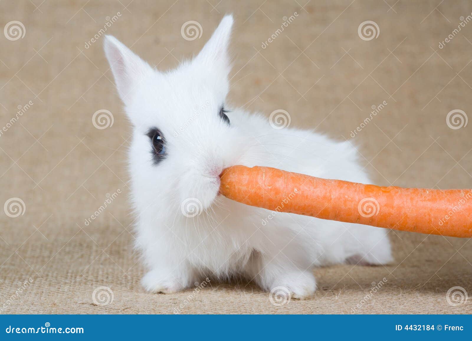 White Bunny with Carrot, Isolated Stock Photo - Image of animal, carrot ...