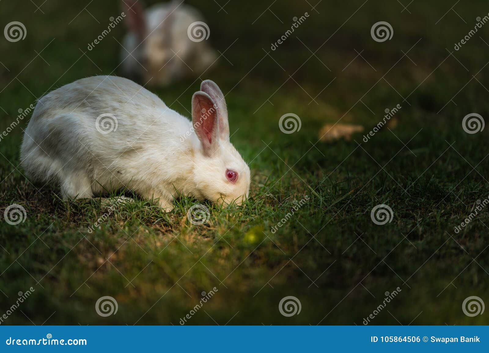 White Bunny eating grass stock photo. Image of elegant - 105864506