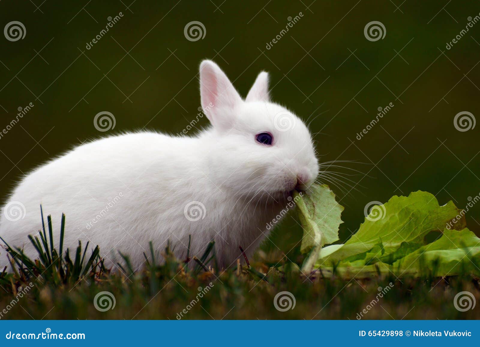 White bunny eats cabbage stock photo. Image of mammal - 65429898