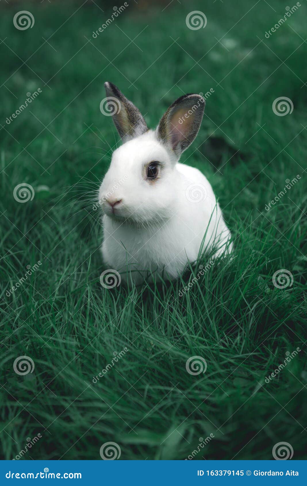 White bunny in the grass stock image. Image of wild - 163379145