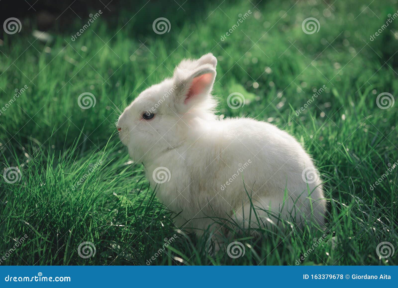 White bunny in the grass stock photo. Image of grass - 163379678
