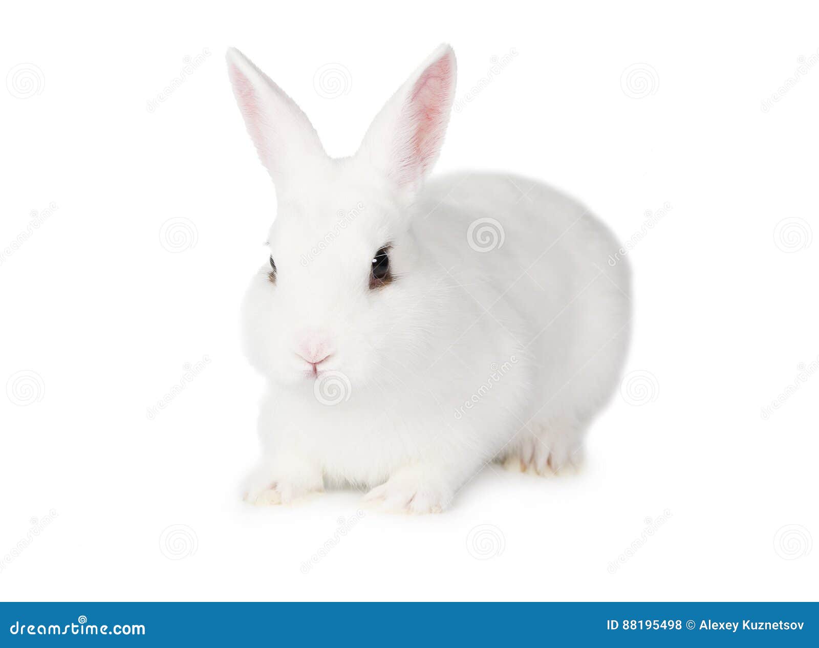 White Bunny Isolated on White Background Stock Photo - Image of bunny ...