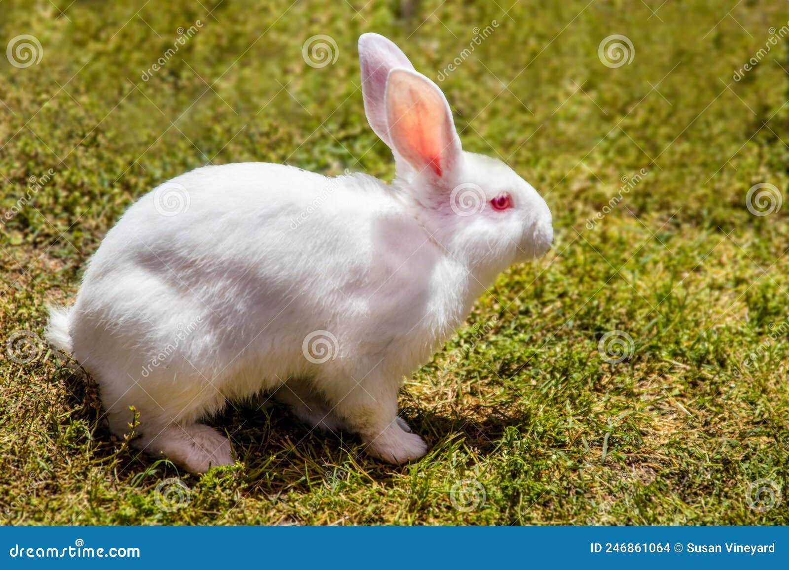 White Bunny with Pink Ears and Eyes Sitting on Grass-closeup Stock ...