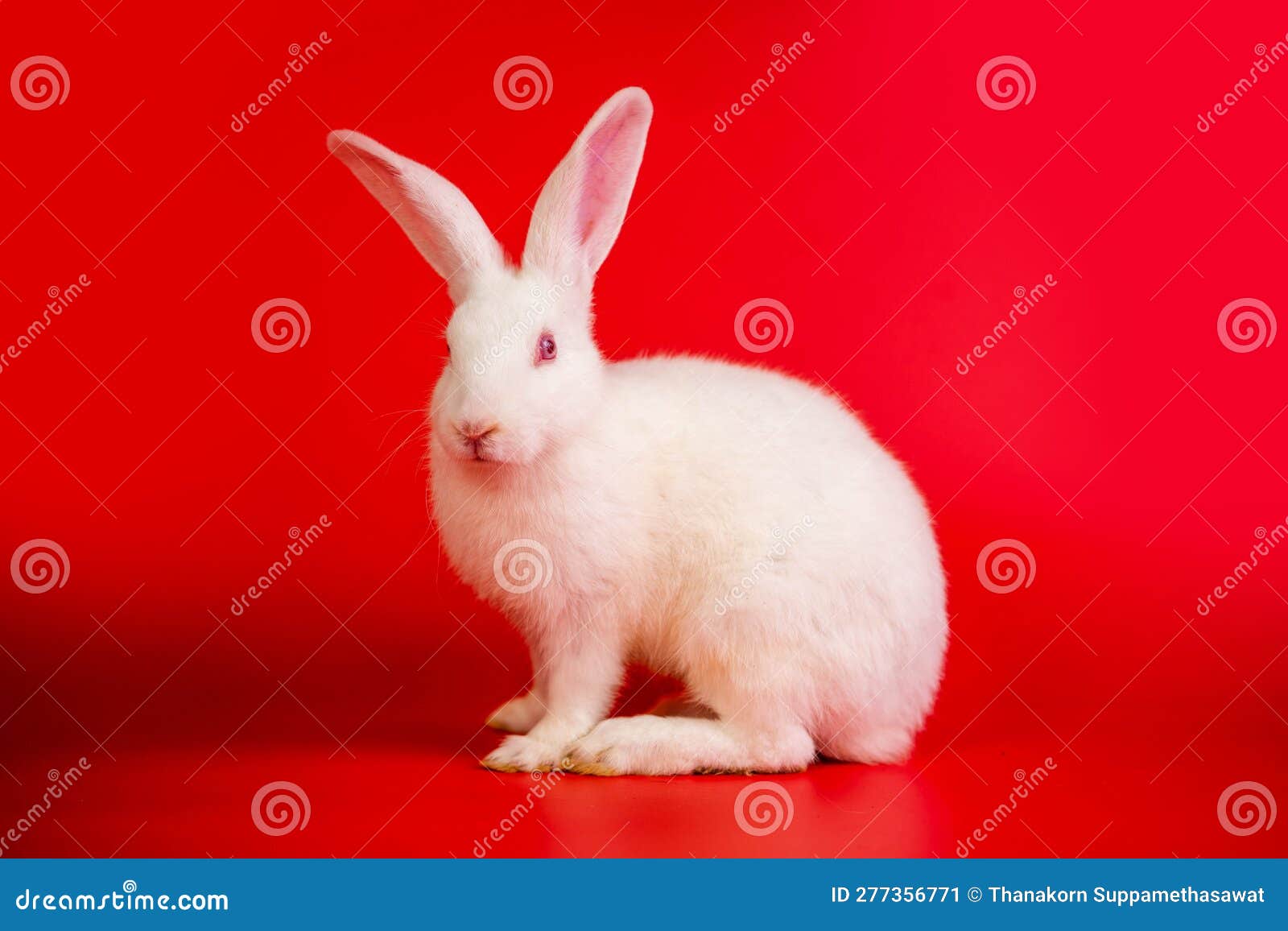 White Bunny Portrait on Red Background with Copyspace. Easter Bunny ...