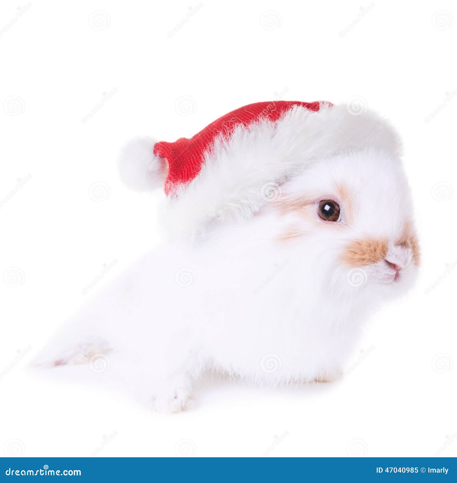 White Bunny Rabbit with Christmas Red Hat Stock Image - Image of ...