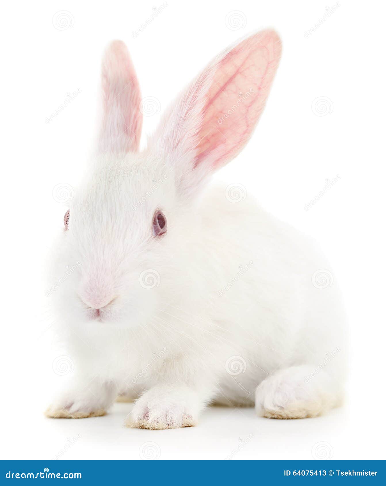 White bunny rabbit. stock image. Image of domestic, bunny - 64075413