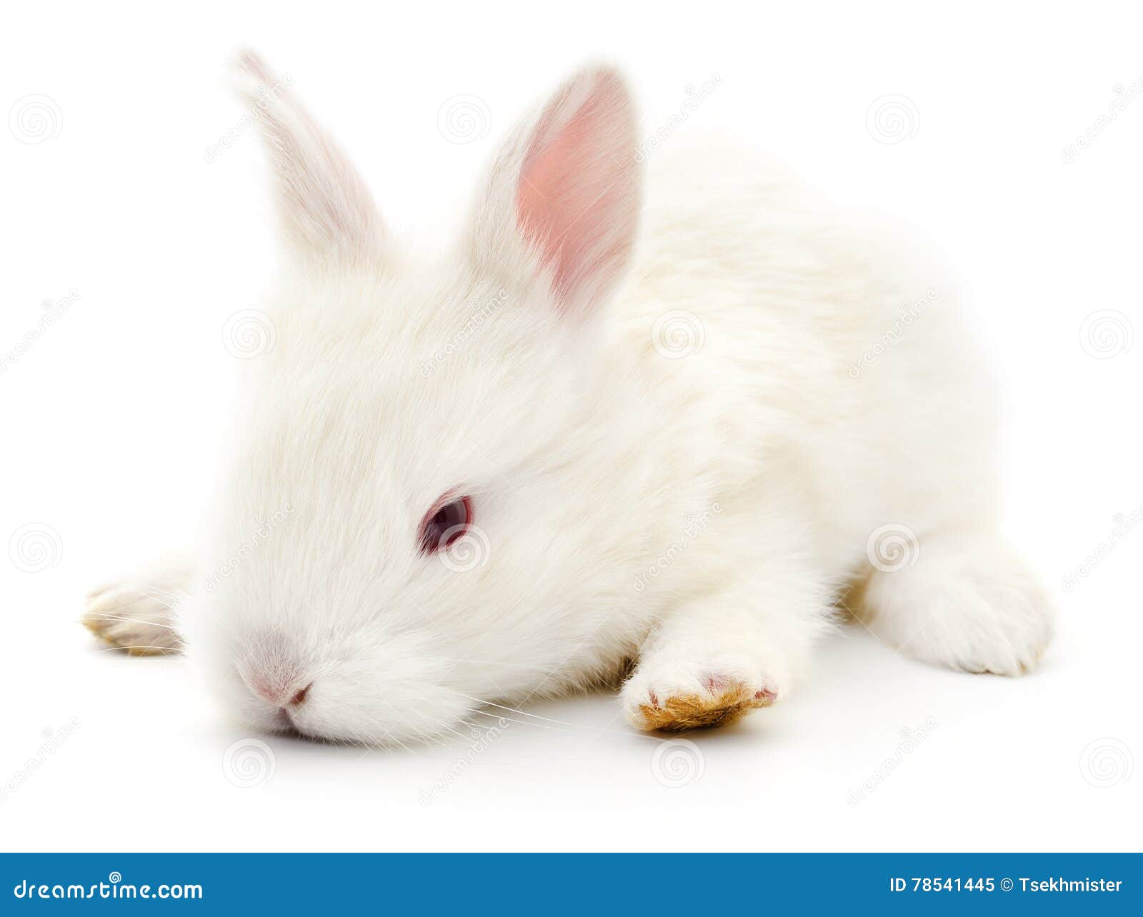 White bunny rabbit. stock image. Image of animals, beauty - 78541445