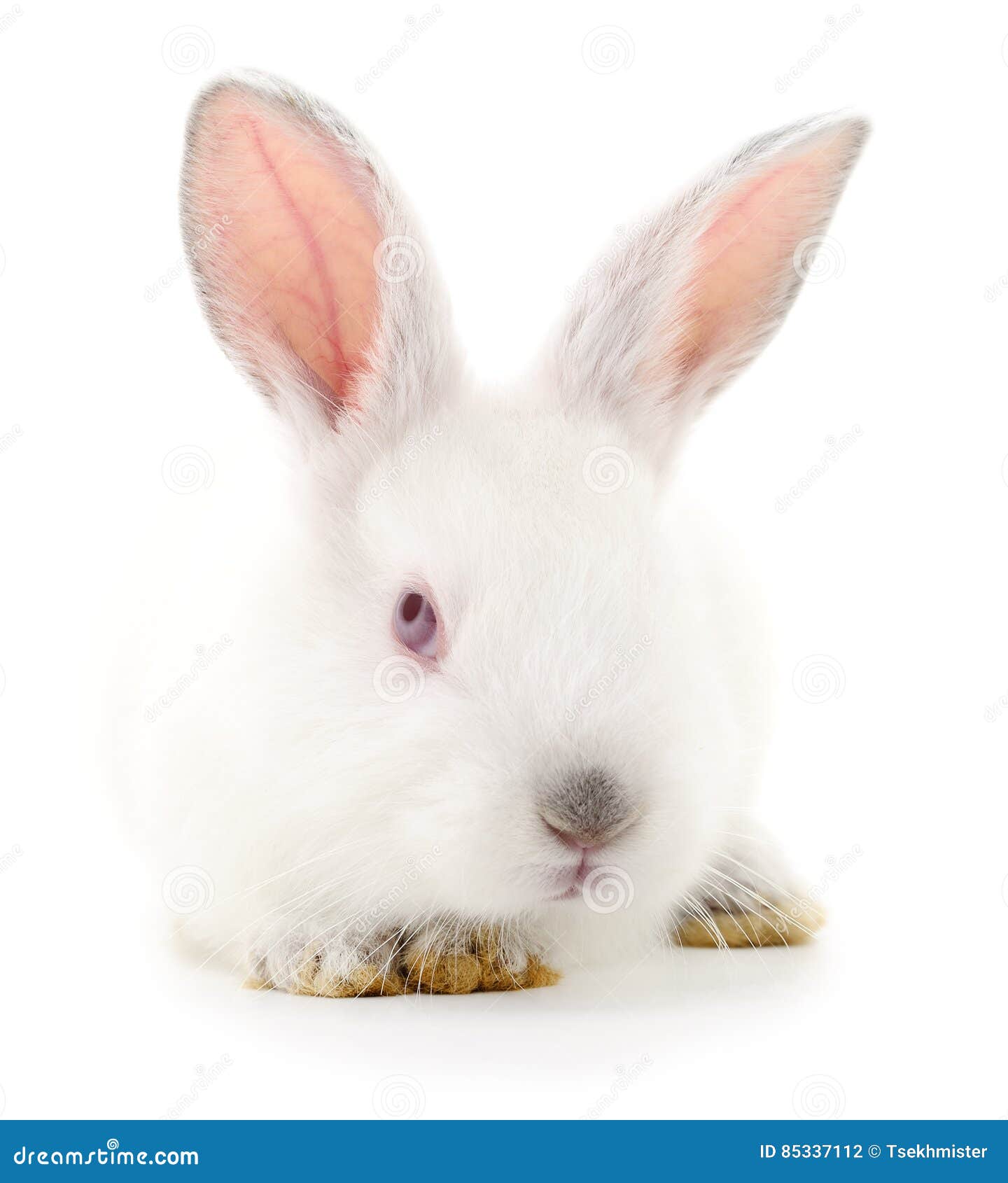 White bunny rabbit. stock photo. Image of small, closeup - 85337112
