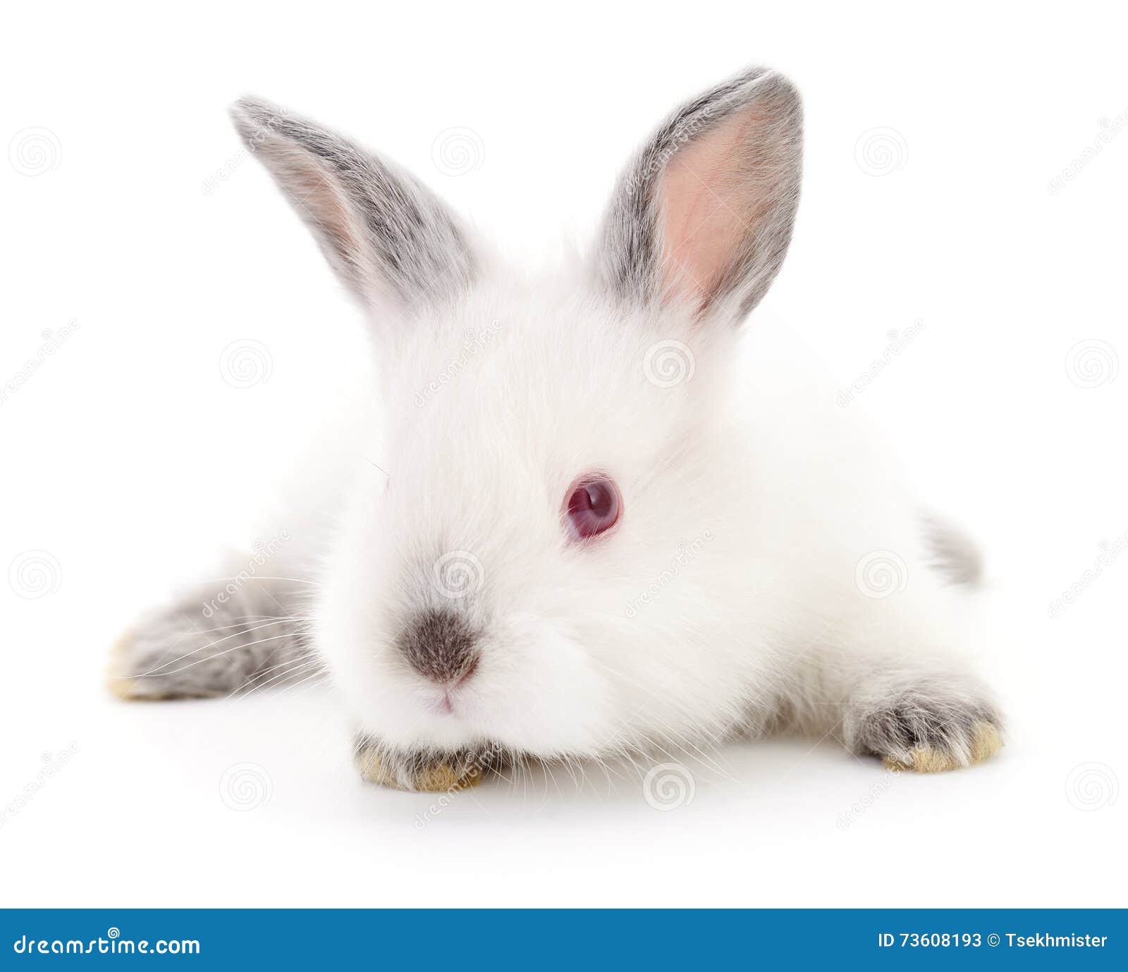 White bunny rabbit. stock image. Image of color, small - 73608193