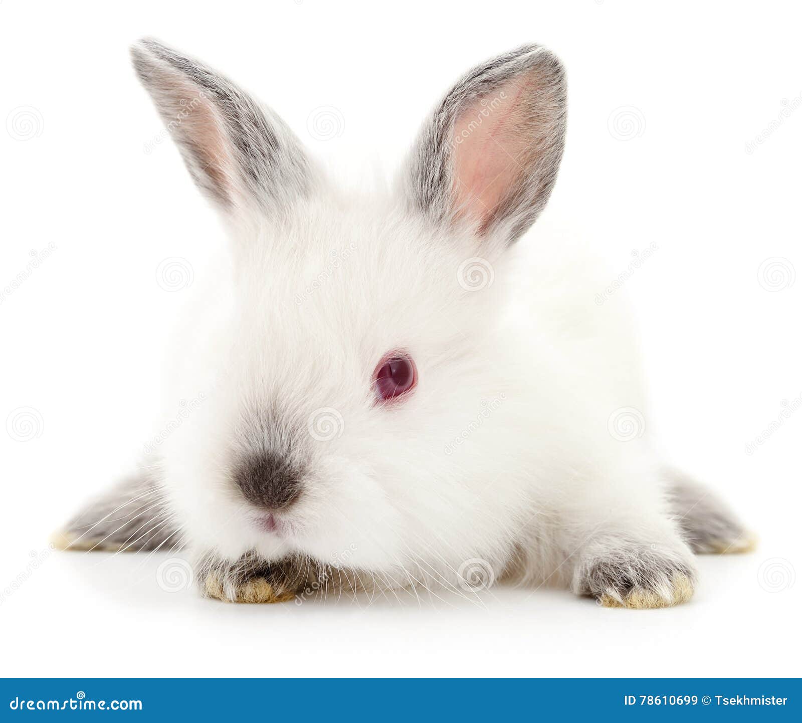 White bunny rabbit. stock image. Image of closeup, studio - 78610699
