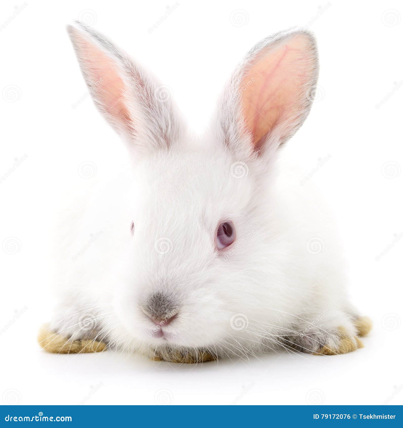 White bunny rabbit. stock photo. Image of pets, cute - 79172076
