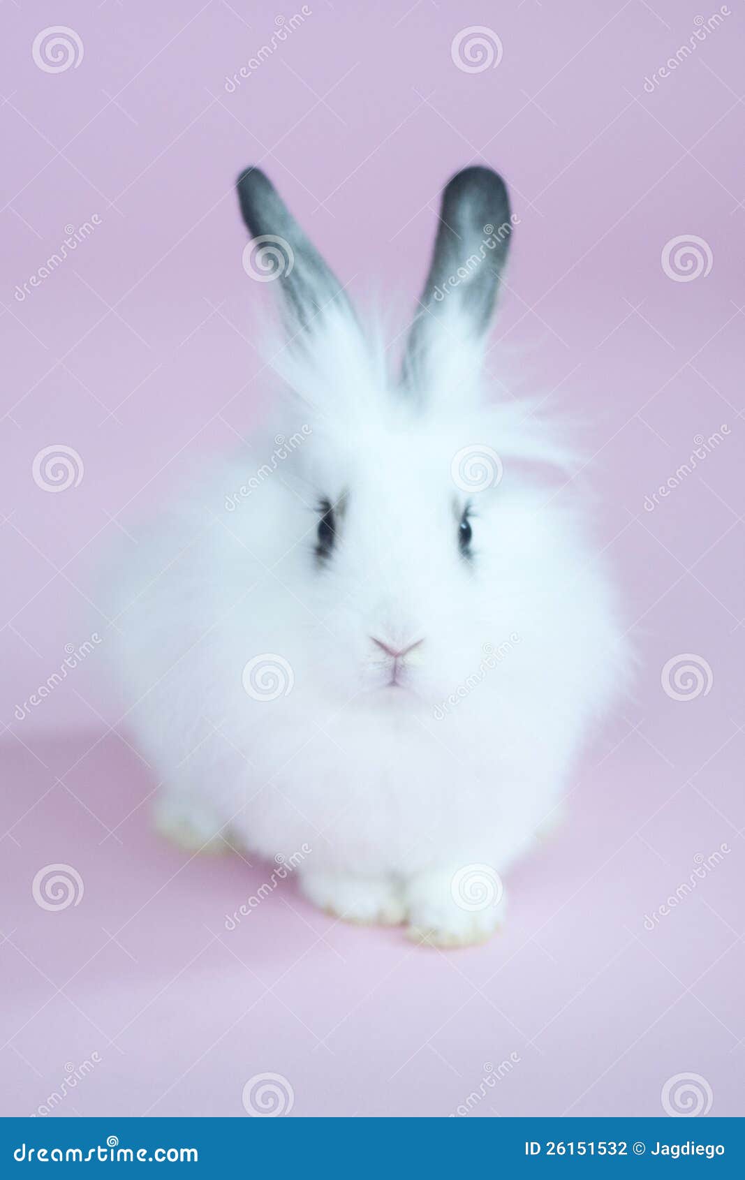 White Bunny Rabbit on a Pink Background Stock Photo - Image of rabbit ...