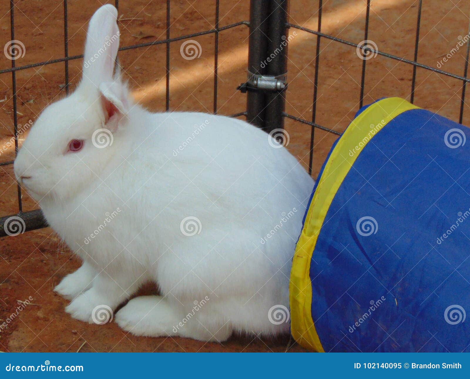 White Bunny Rabbit stock image. Image of isolated, fear - 102140095