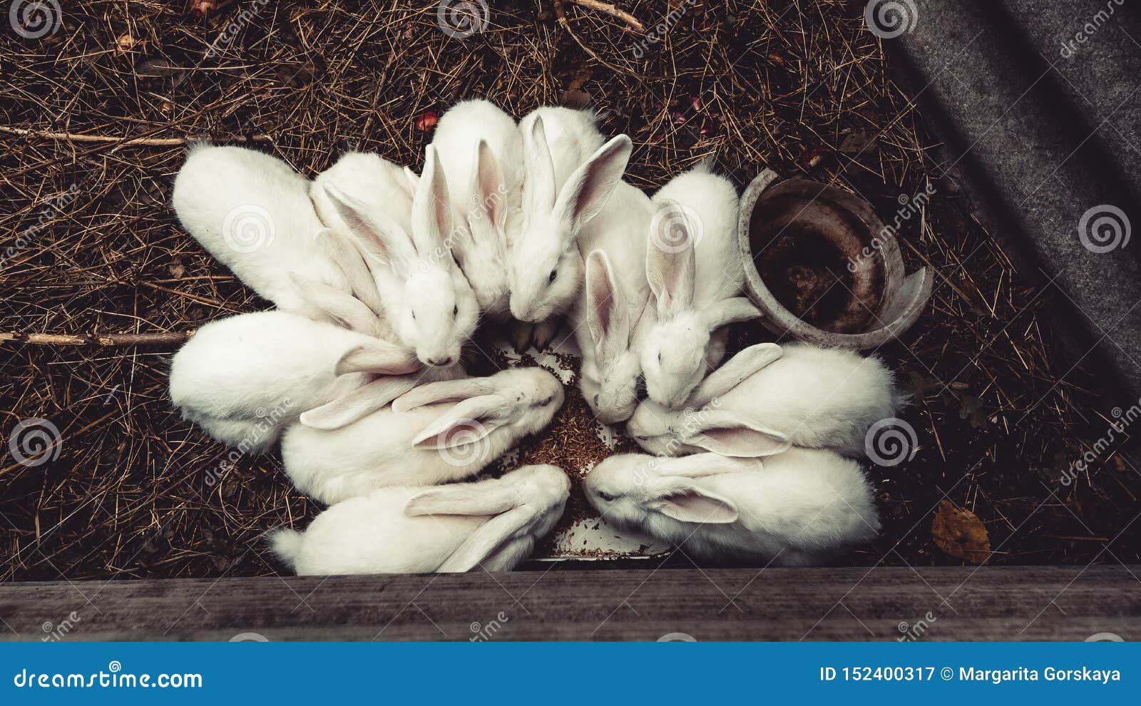 White Bunny Sitting on a Downed Tree, Rabbits on Top Stock Image ...