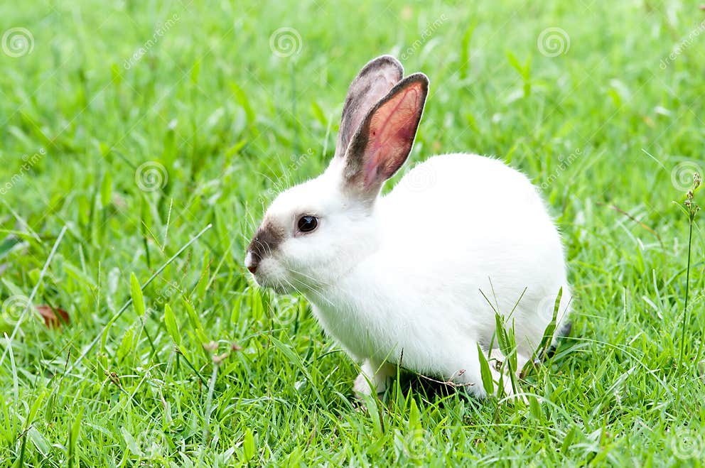 White Bunny on the Yard White Rabbit Stock Image - Image of large ...