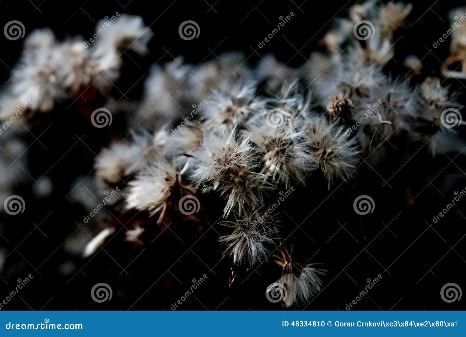 White bur flower stock photo. Image of black, dandelion - 48334810