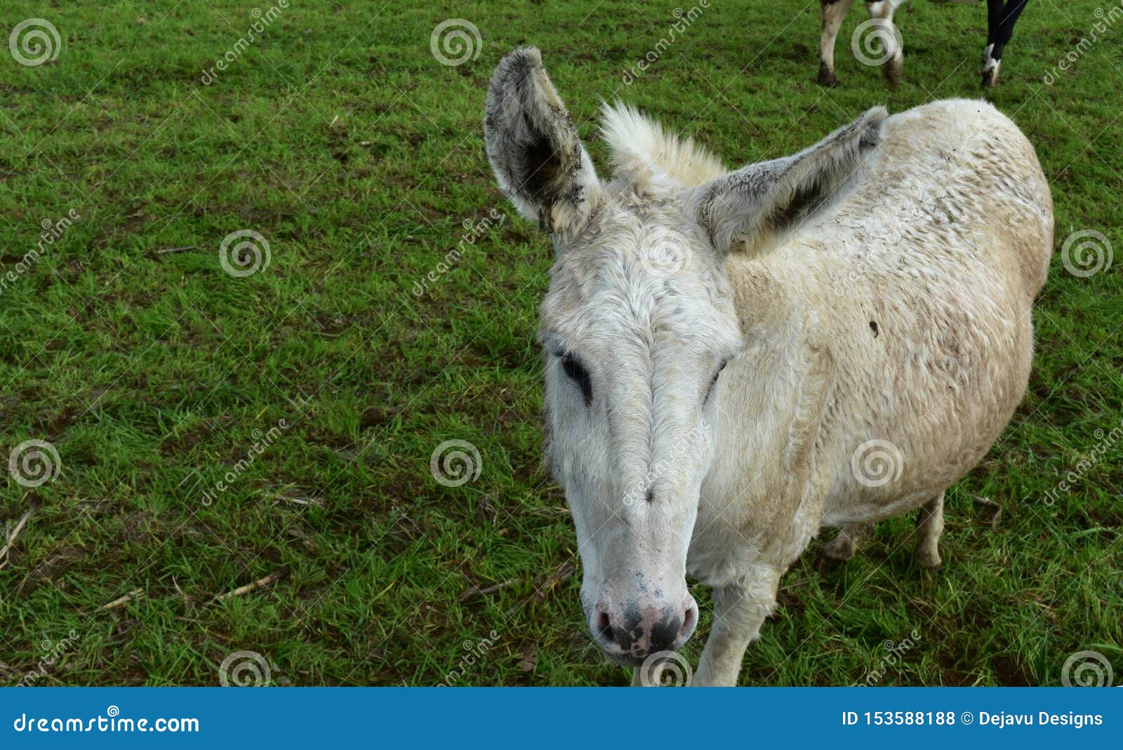 White Burro in a Large Grass Field on a Farm Stock Photo - Image of ...