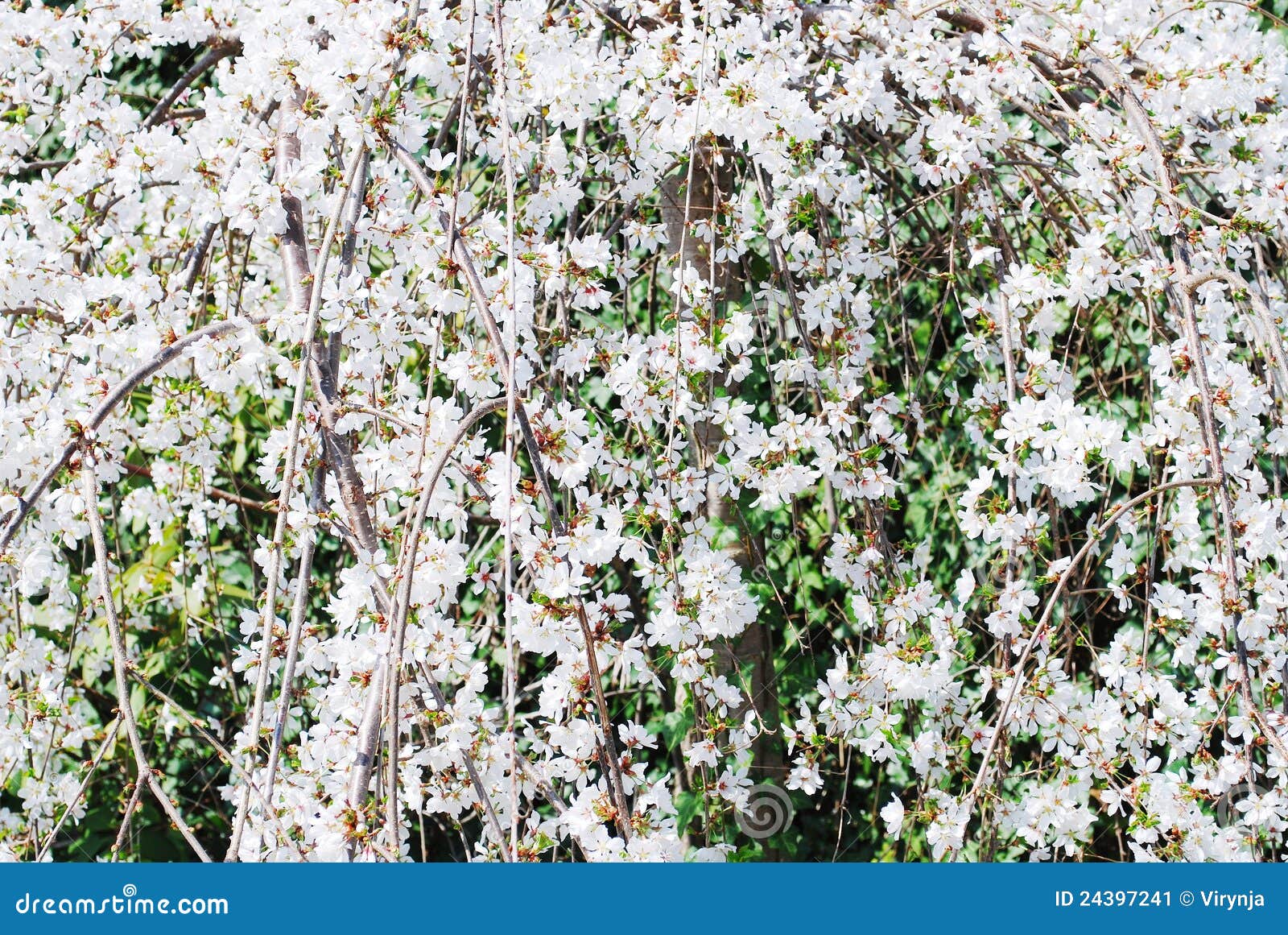 White Bush Flowers Stock Image - Image: 24397241