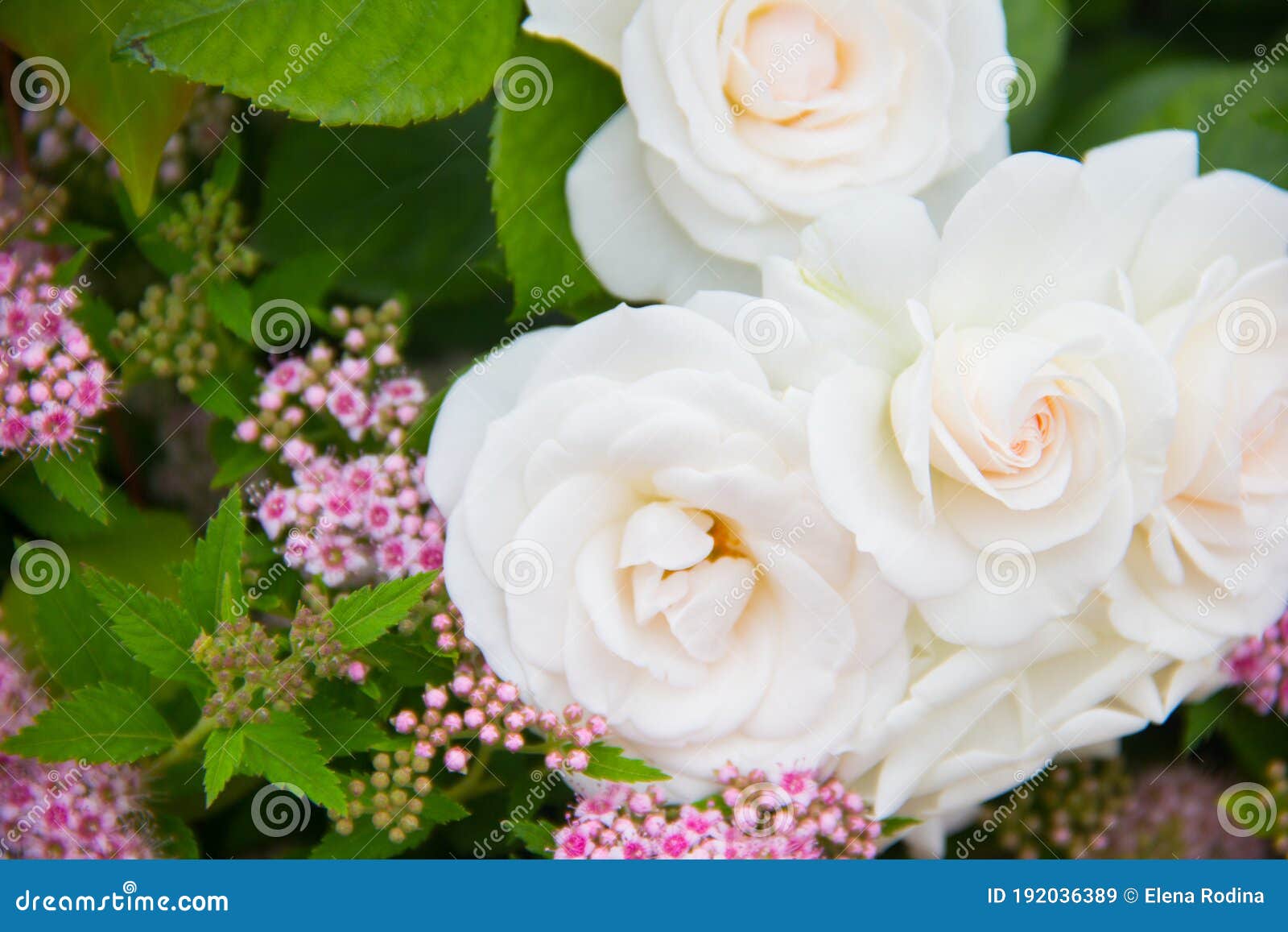 White Bush Roses. Beautiful Background of White Roses Stock Image ...