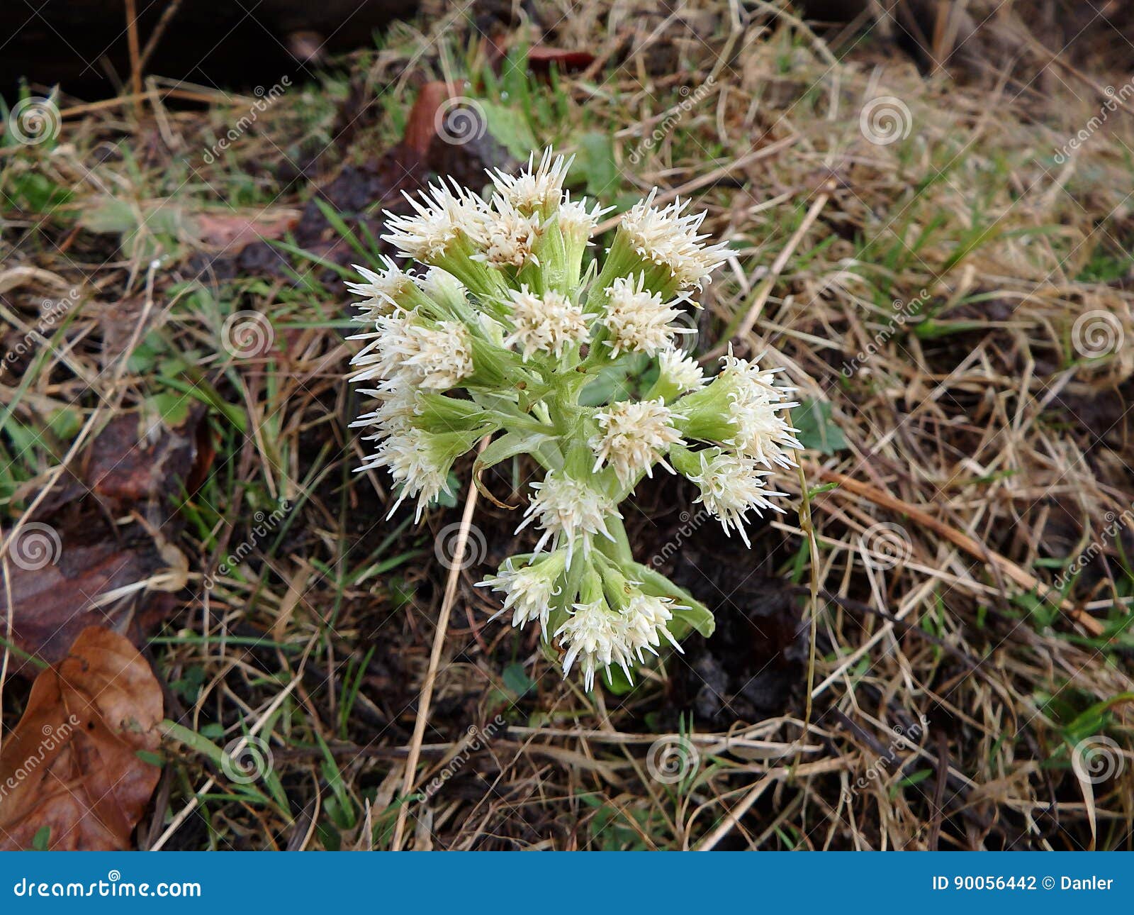 White Butterbur stock photo. Image of inflorescence, flora - 90056442