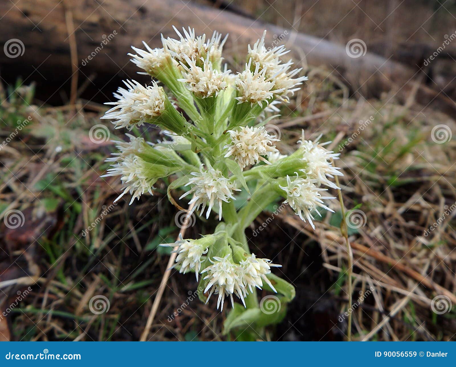 White Butterbur stock image. Image of flowering, floral - 90056559