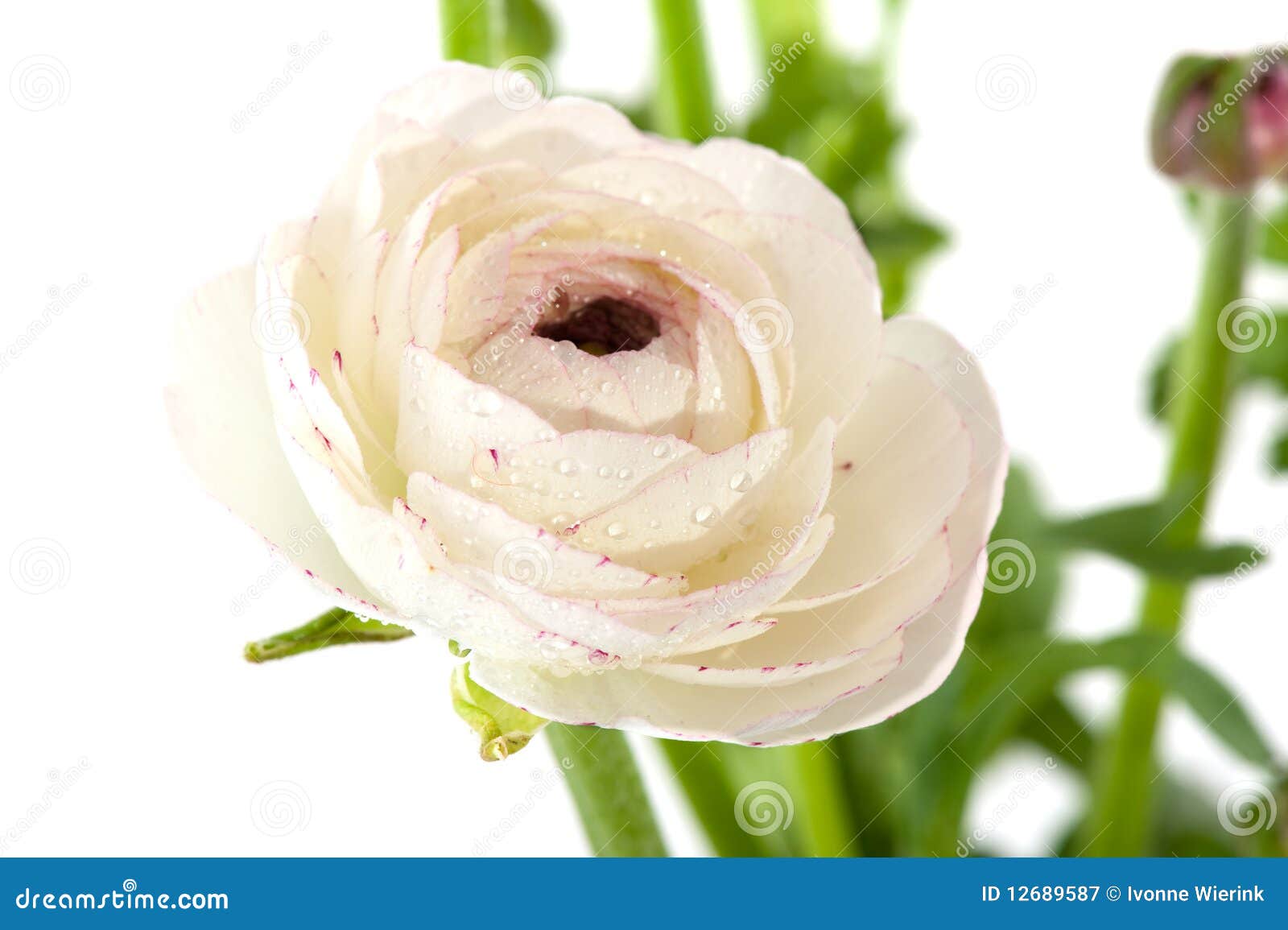 White buttercup stock image. Image of leaves, water, isolated - 12689587