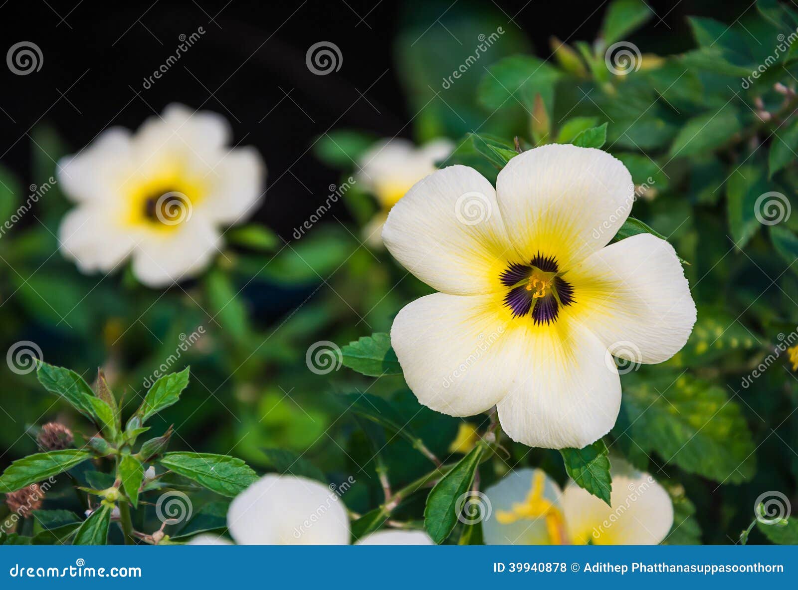 White buttercup. stock photo. Image of decorative, ornamental - 39940878
