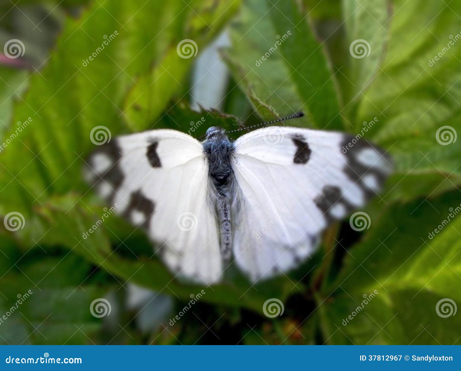 White Butterfly stock image. Image of wings, flight, butterfly - 37812967