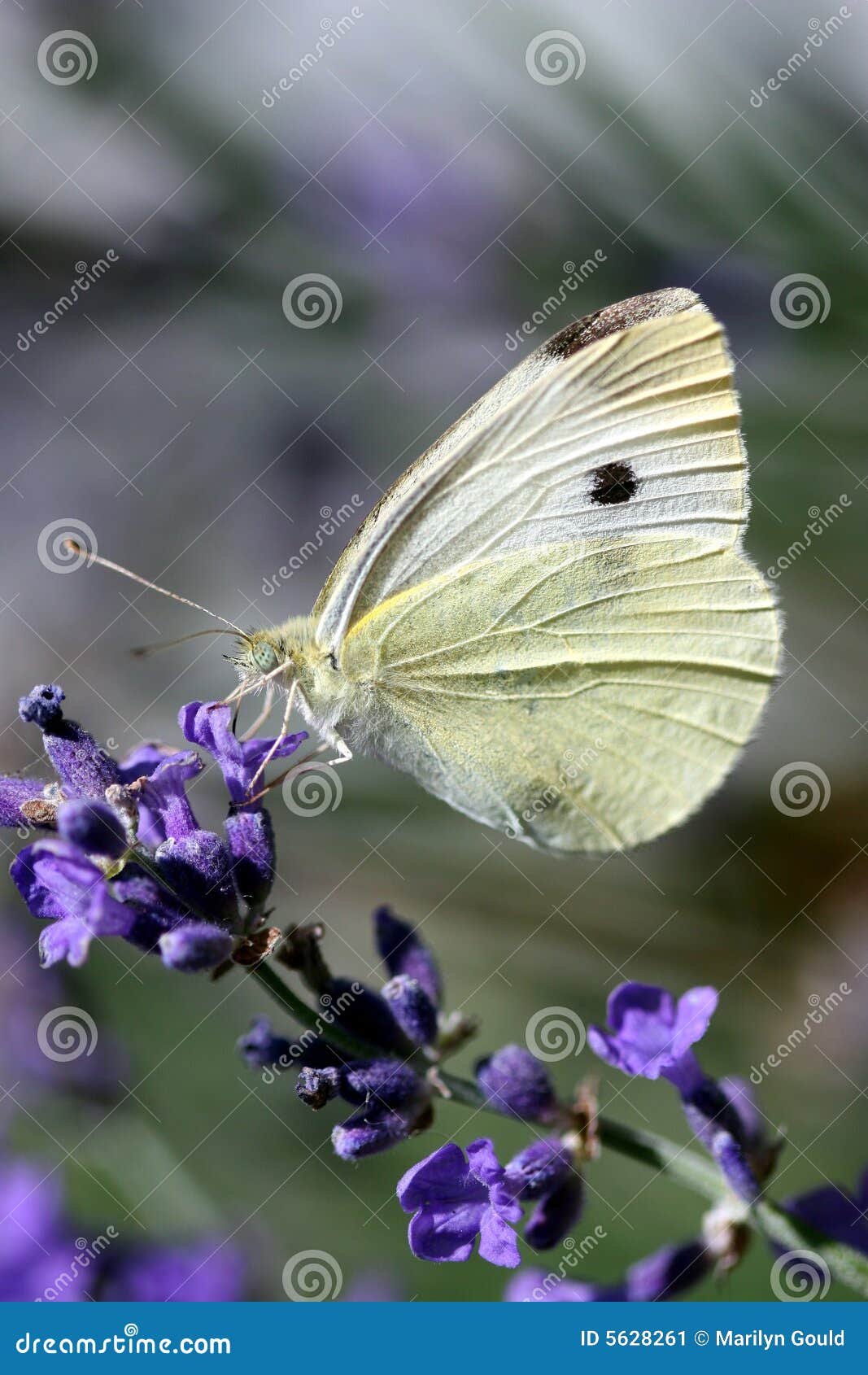 White butterfly stock image. Image of blue, small, insect - 5628261