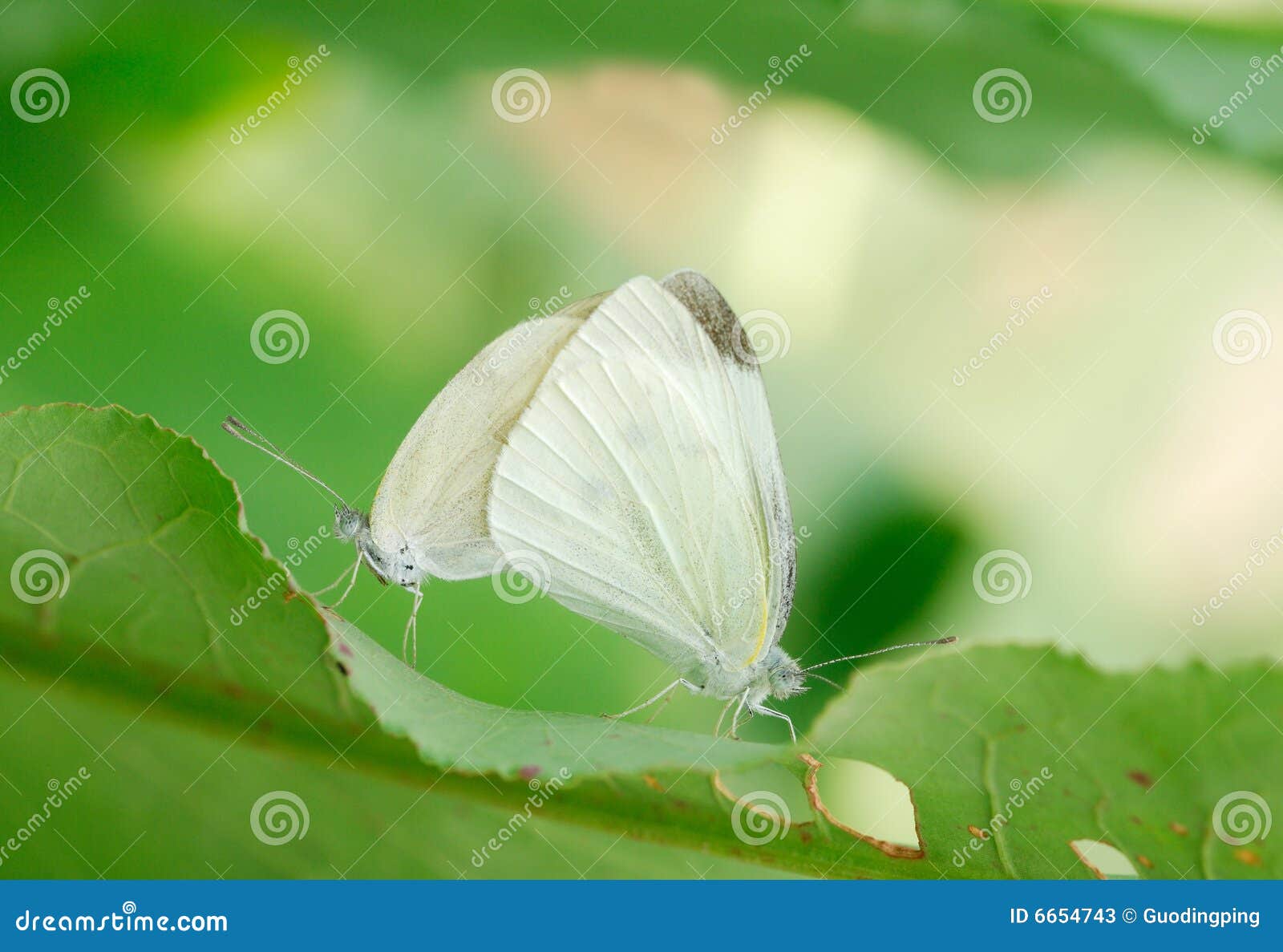 White Butterfly Picture. Image: 6654743