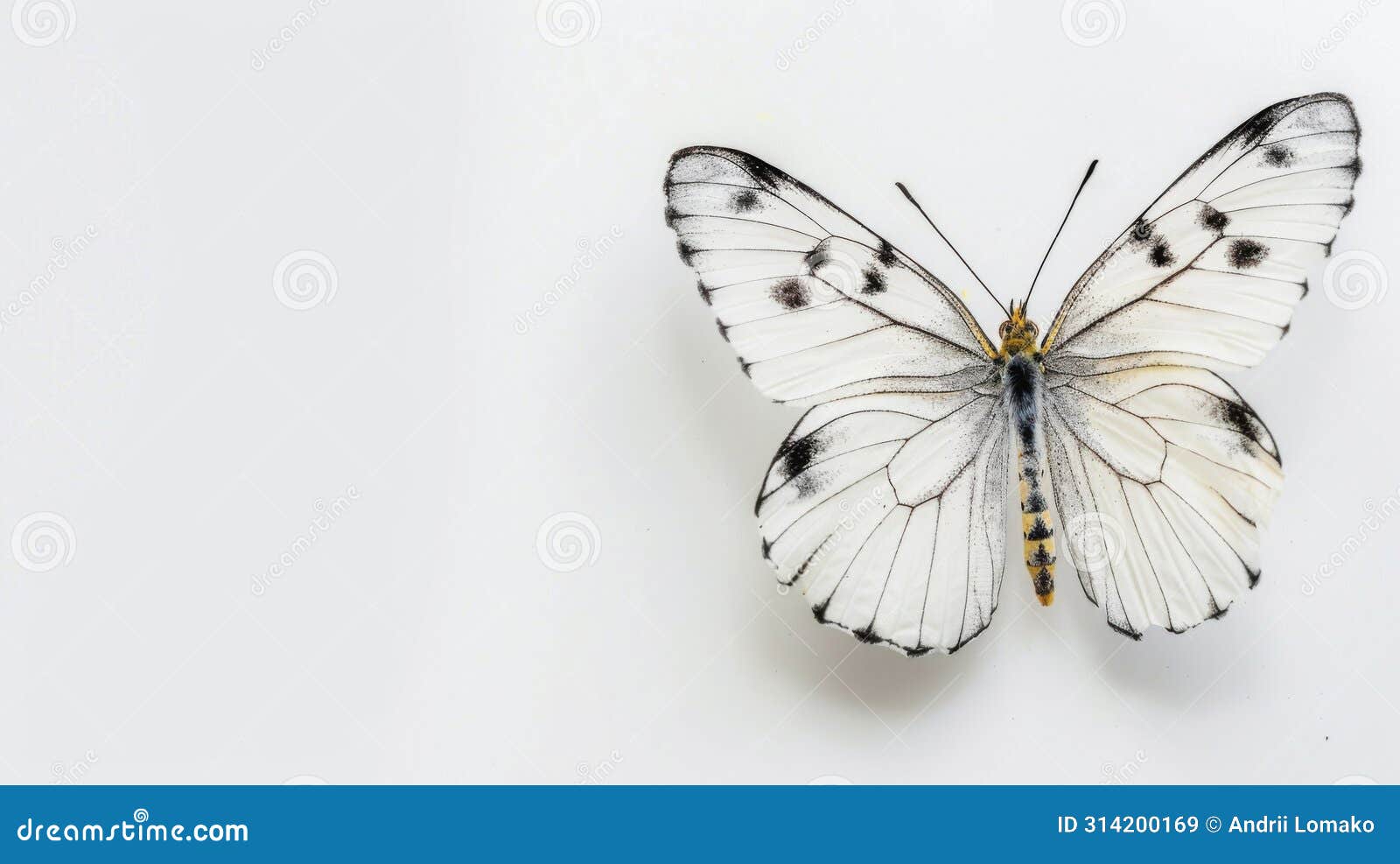 White Butterfly with Black Spots on Wings Stock Image - Image of ...