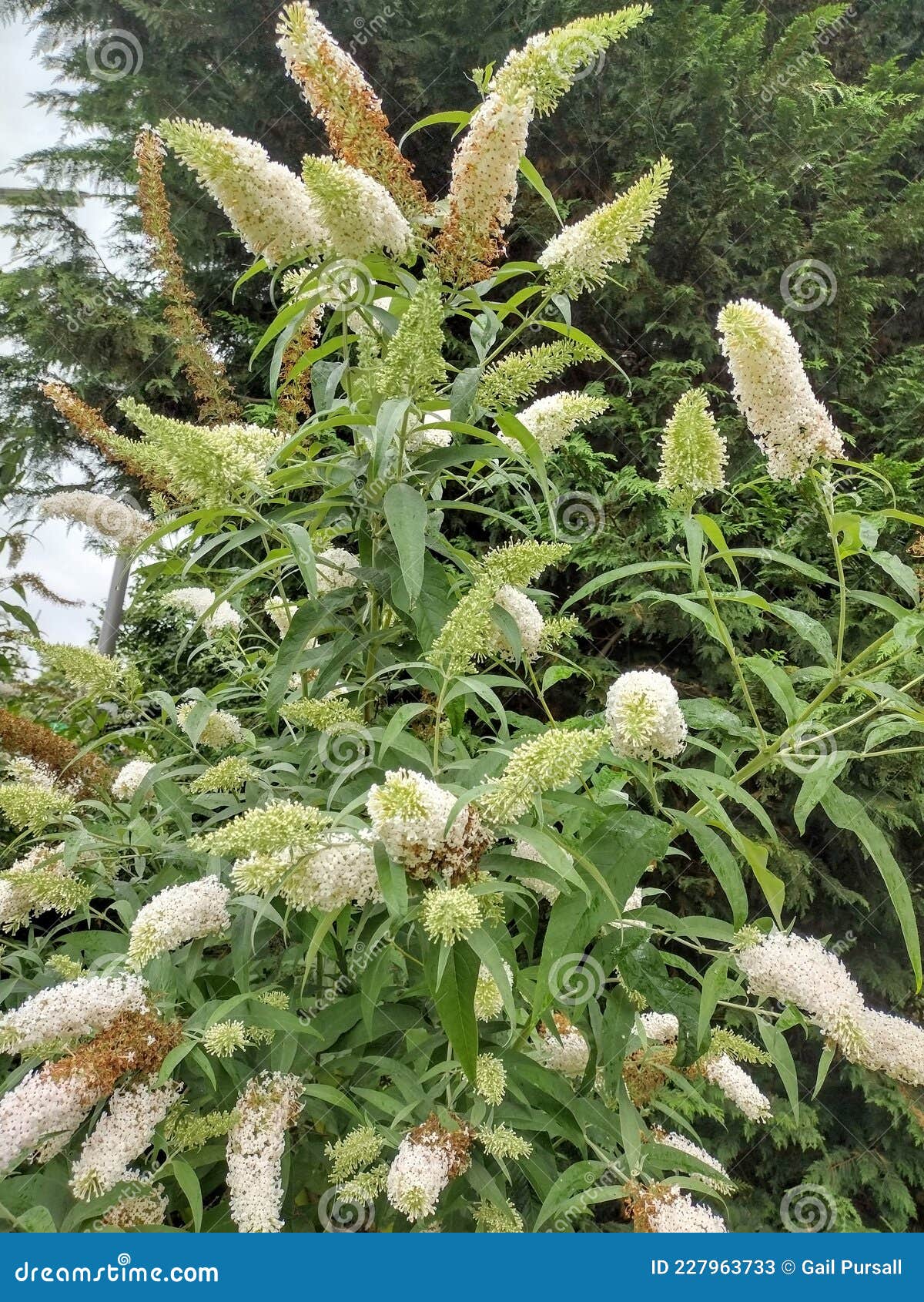 White Butterfly Bush stock image. Image of butterfly - 227963733