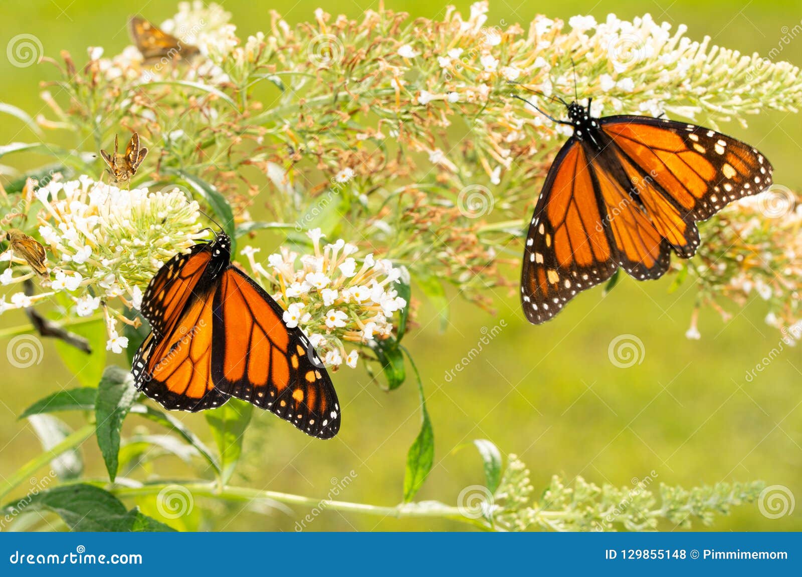 White Butterfly Bush with a Migrating Monarch Butterfly Refueling on ...