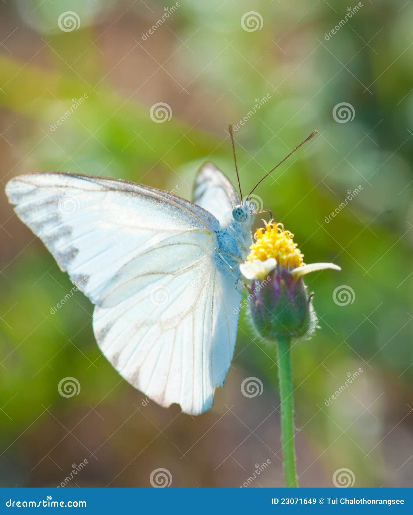 Butterfly Phylum: Arthropoda Order: Lepidoptera; Linnaeus, 1758 ...