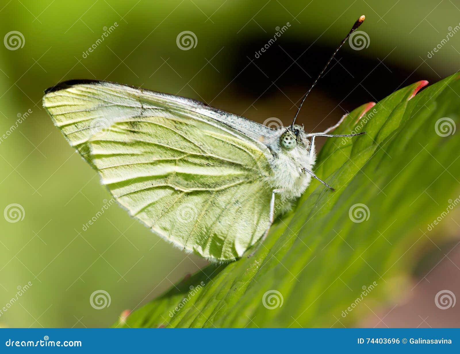 White butterfly stock photo. Image of bone, white, yellow - 74403696