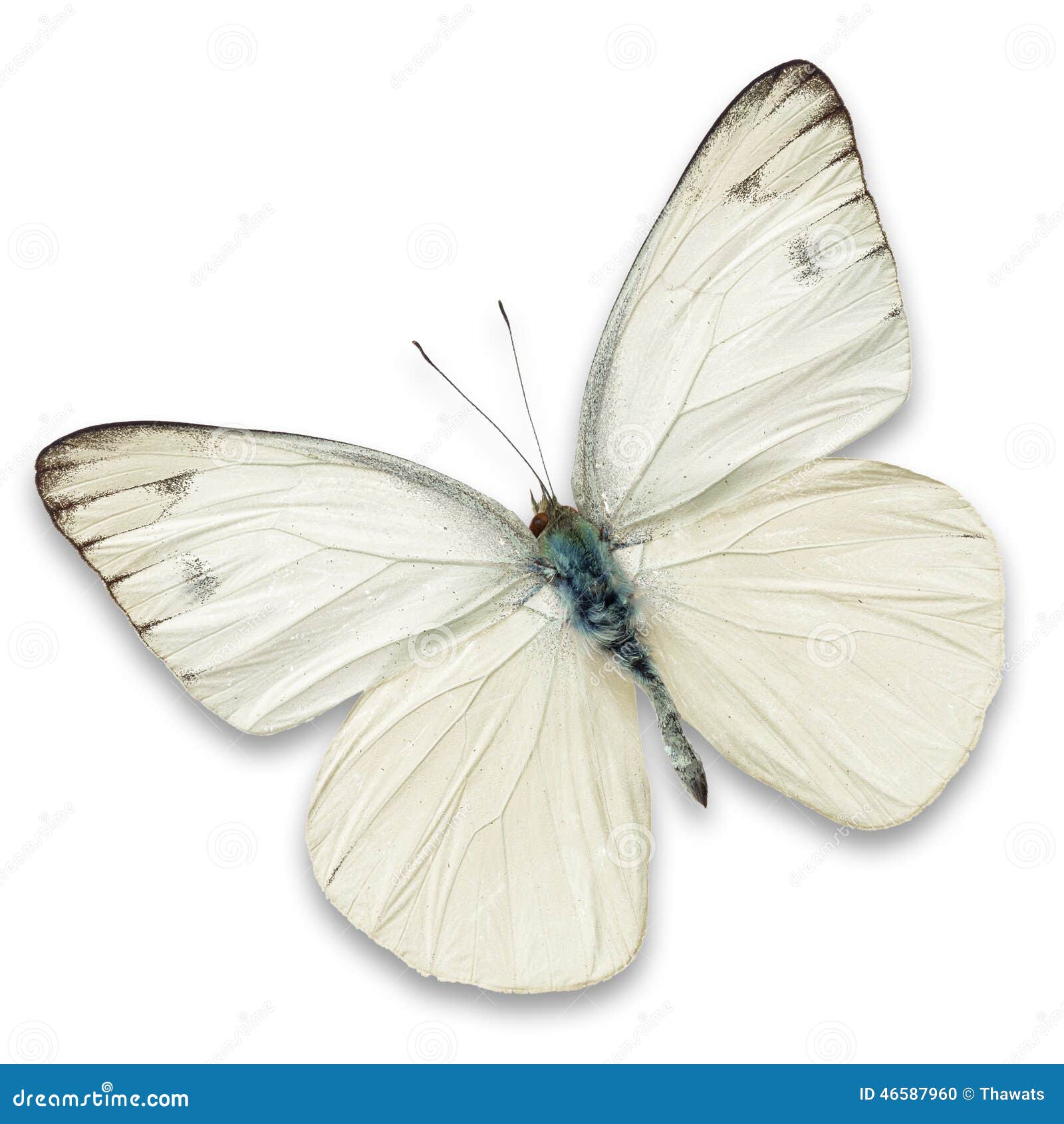 White Butterfly Stock Image | CartoonDealer.com #86531407