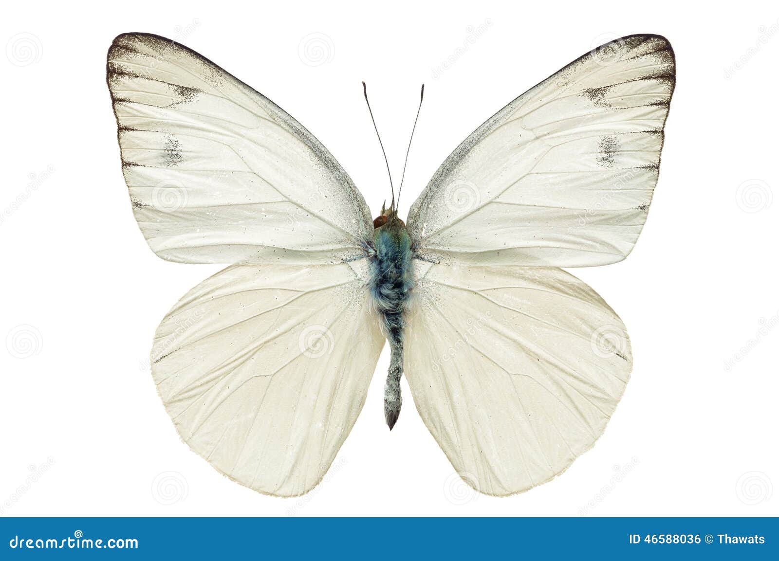 White Butterfly Stock Photo - Image: 46588036