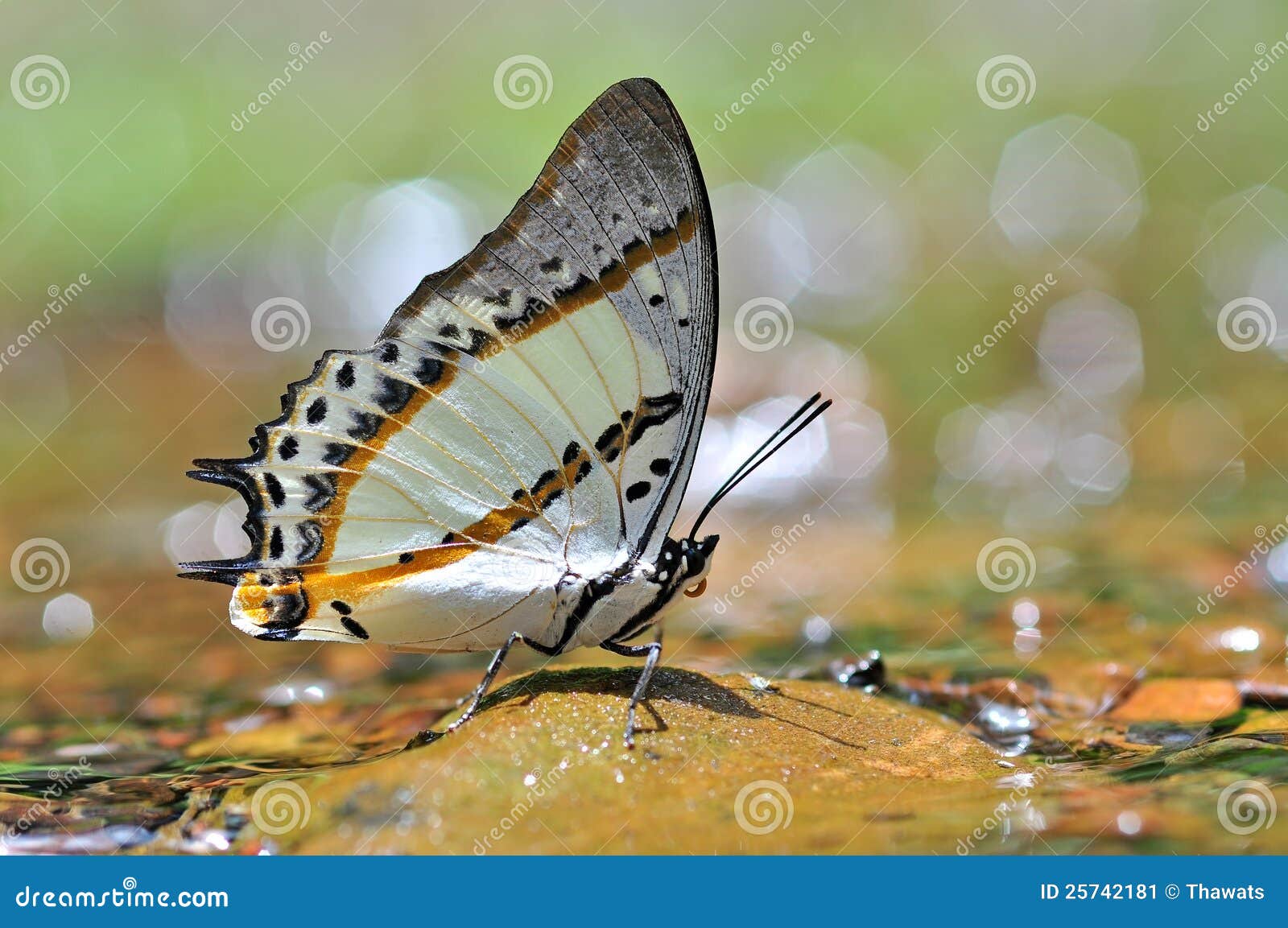 White Butterfly on nature stock image. Image of nature - 25742181