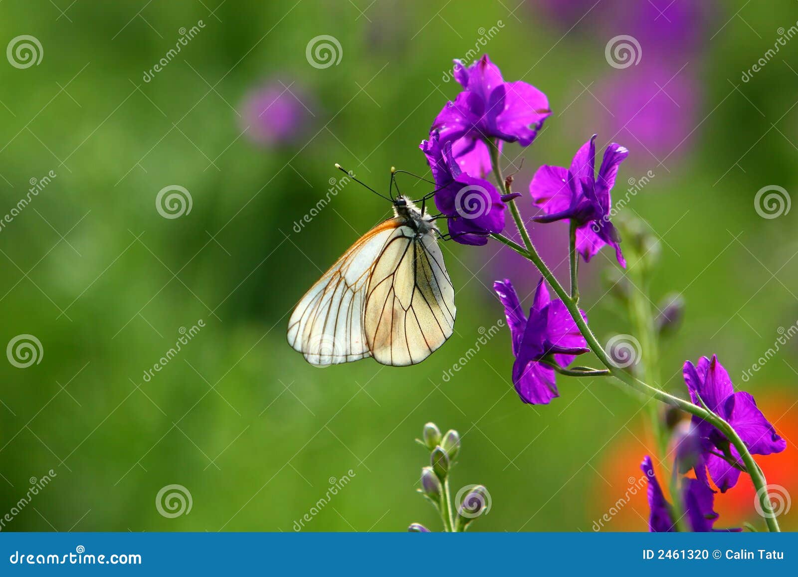 White Butterfly On Purple Flow Stock Photo | CartoonDealer.com #2461320