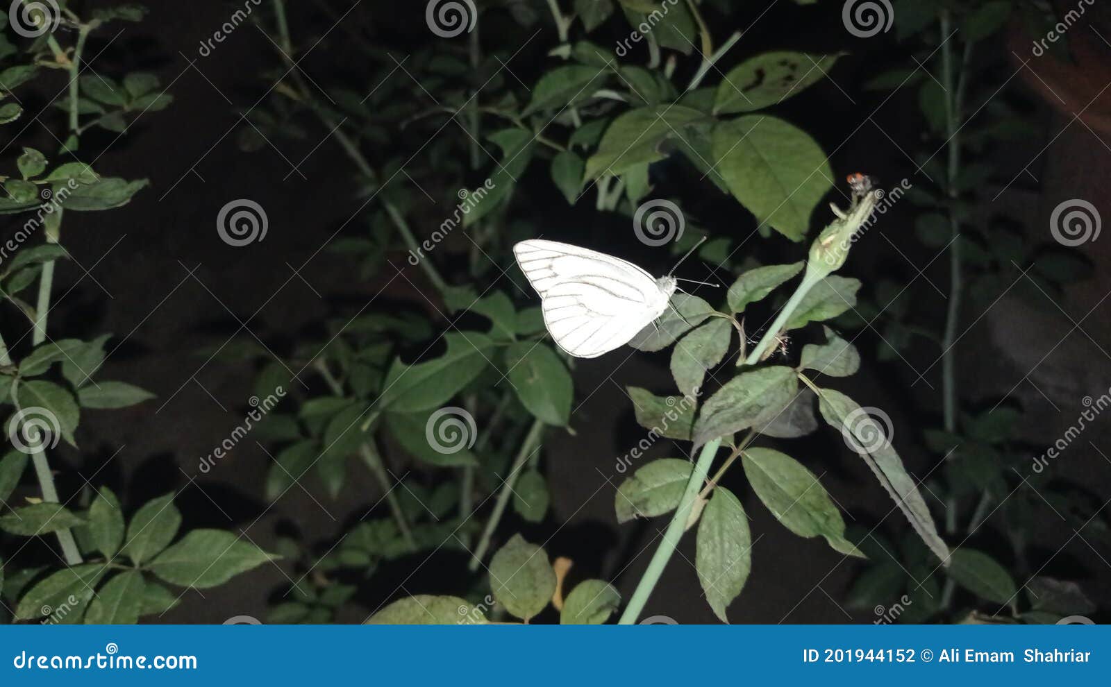 White Butterfly in Roof Garden Stock Photo - Image of animal, white ...