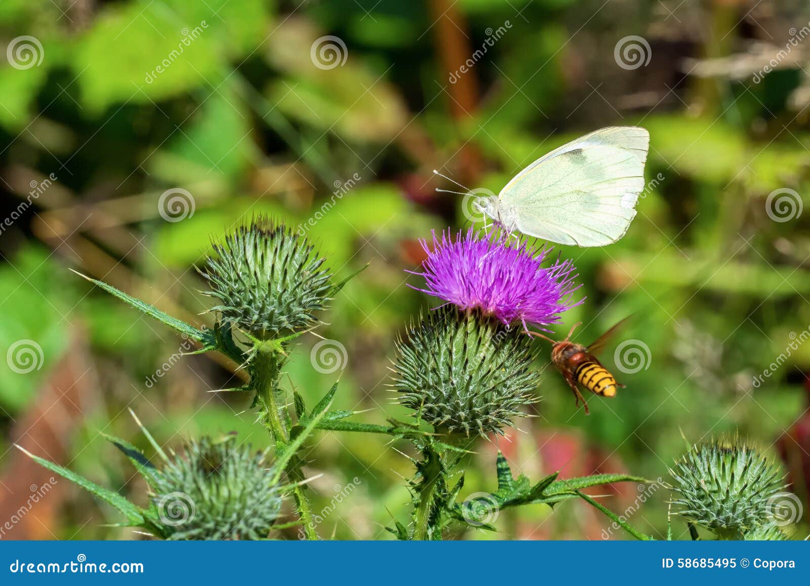 White Butterfly Sitting on Thistle Flower and Flying Wasp Stock Image ...