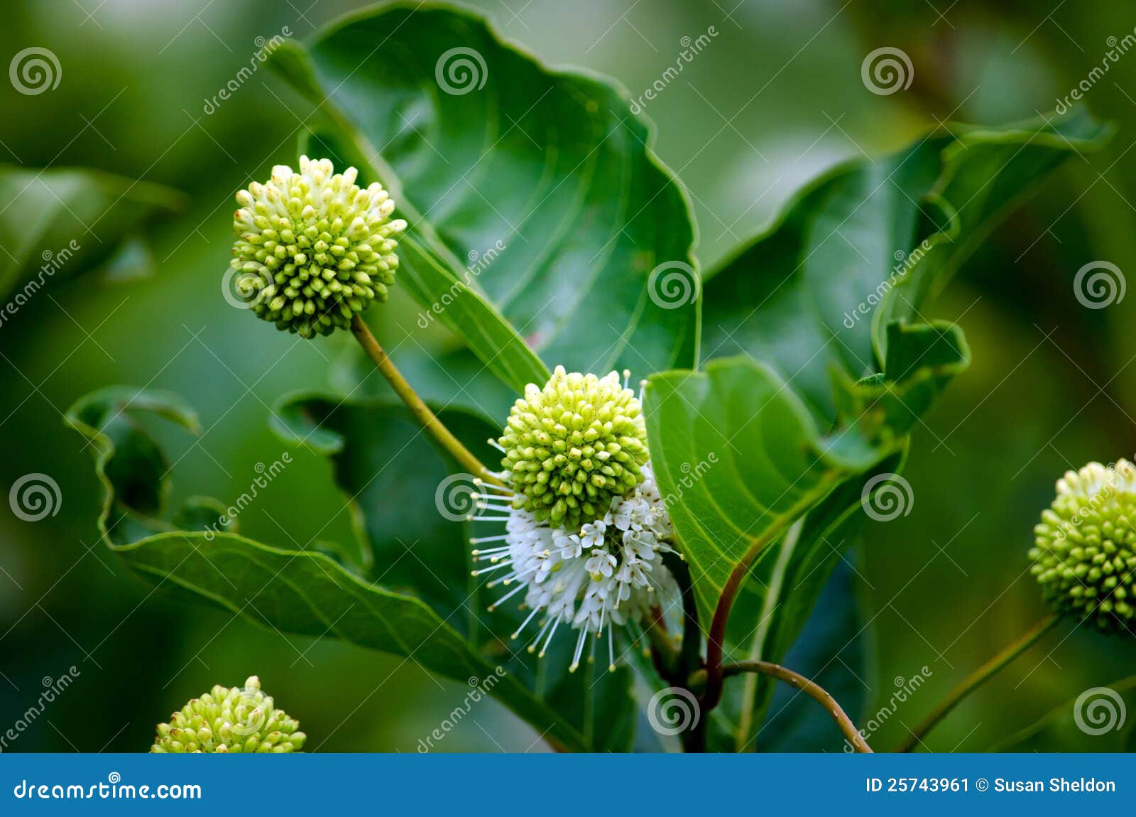 White button bush stock image. Image of unusual, green - 25743961