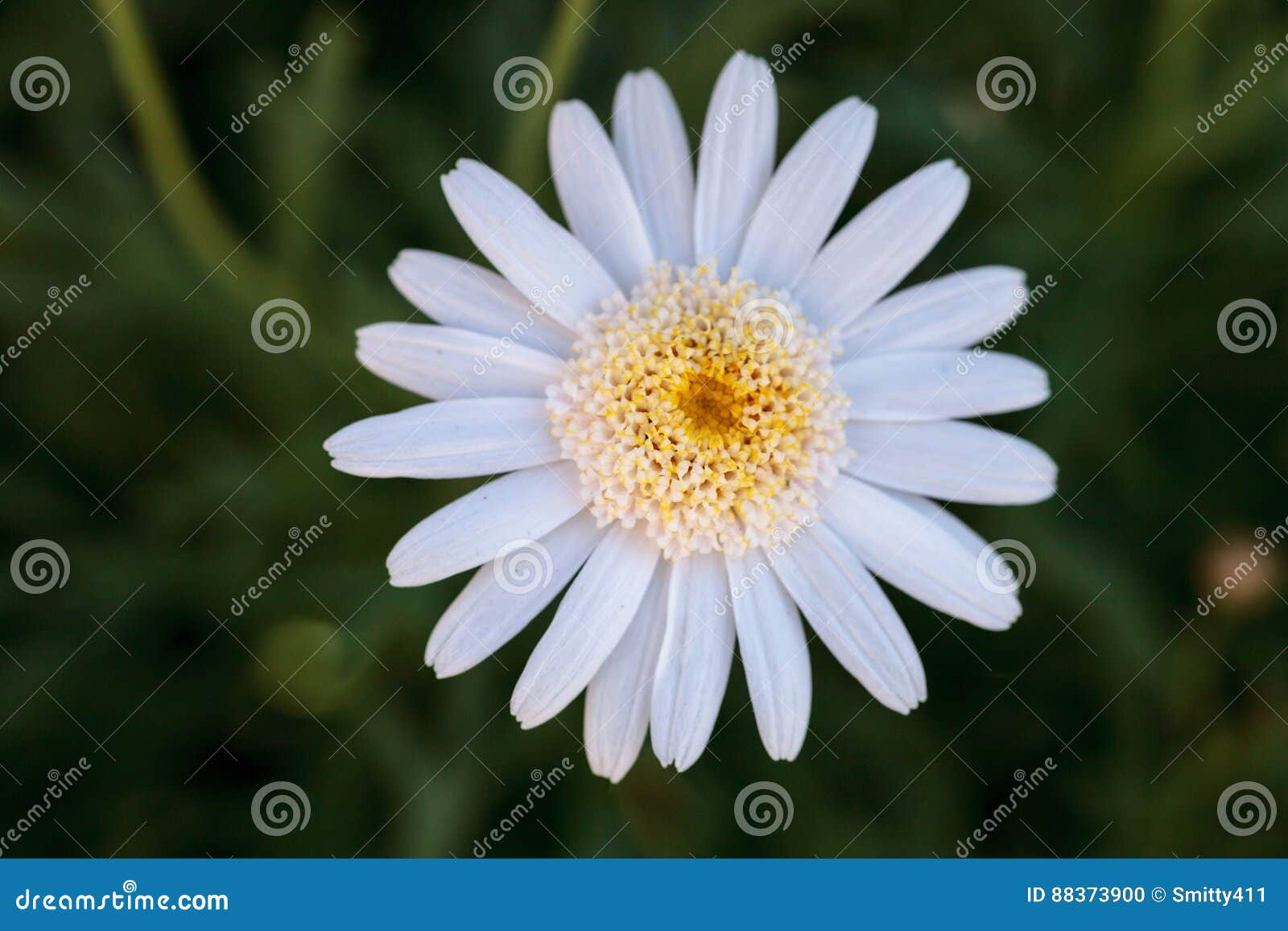 White button daisy stock photo. Image of bloom, spring - 88373900