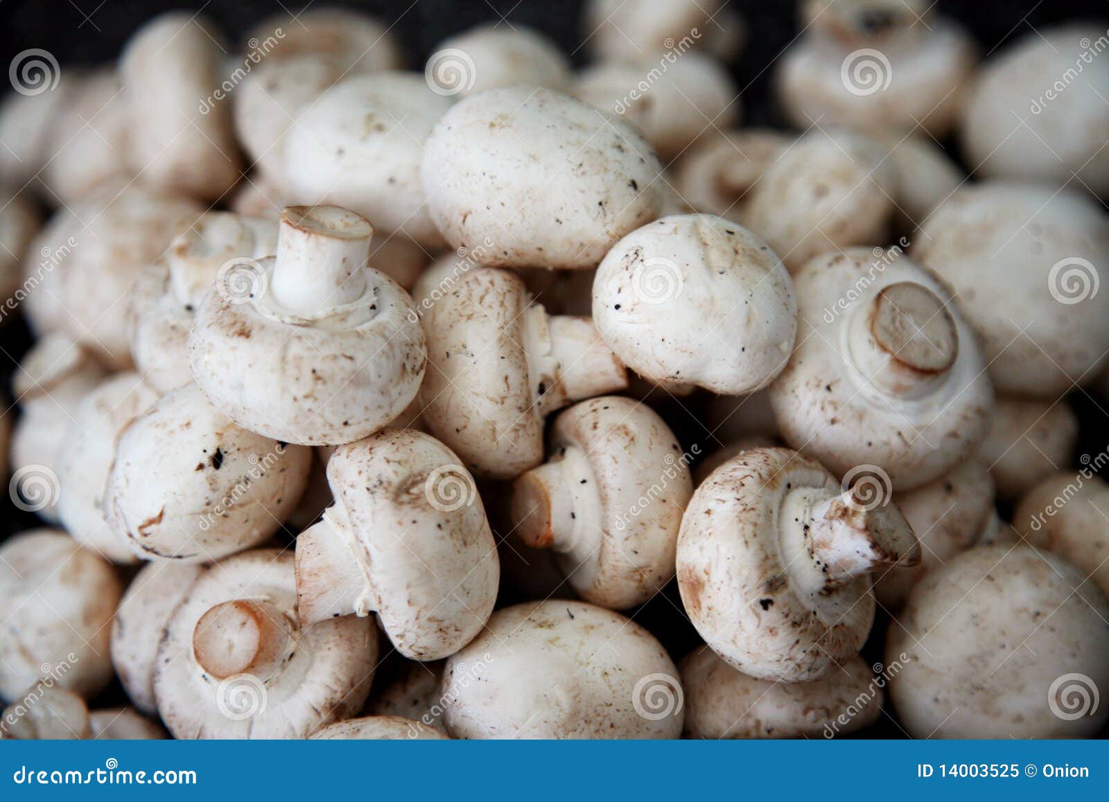 White button mushrooms stock image. Image of fall, appetizing - 14003525