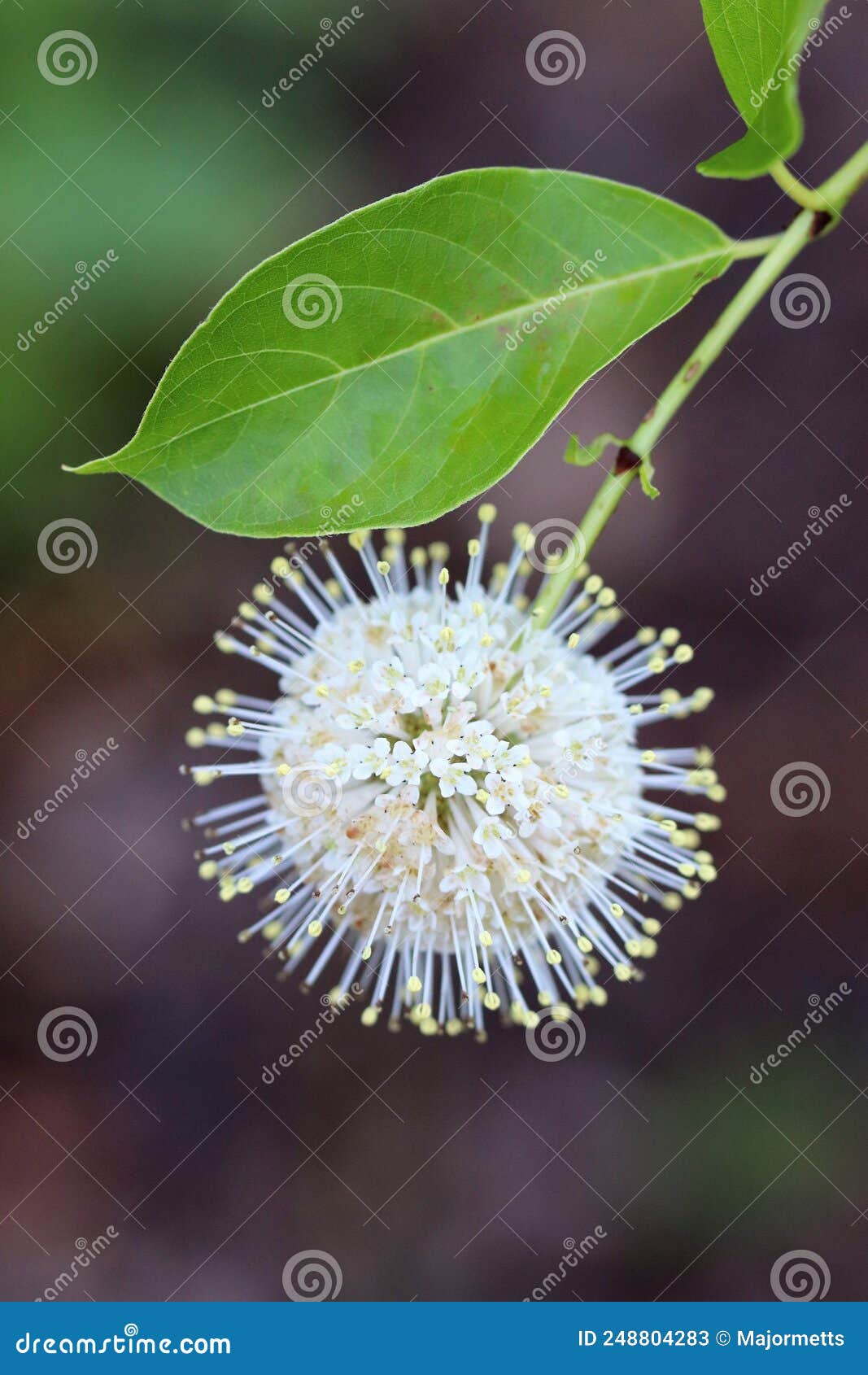 White buttonbush bloom stock image. Image of globe, white - 248804283