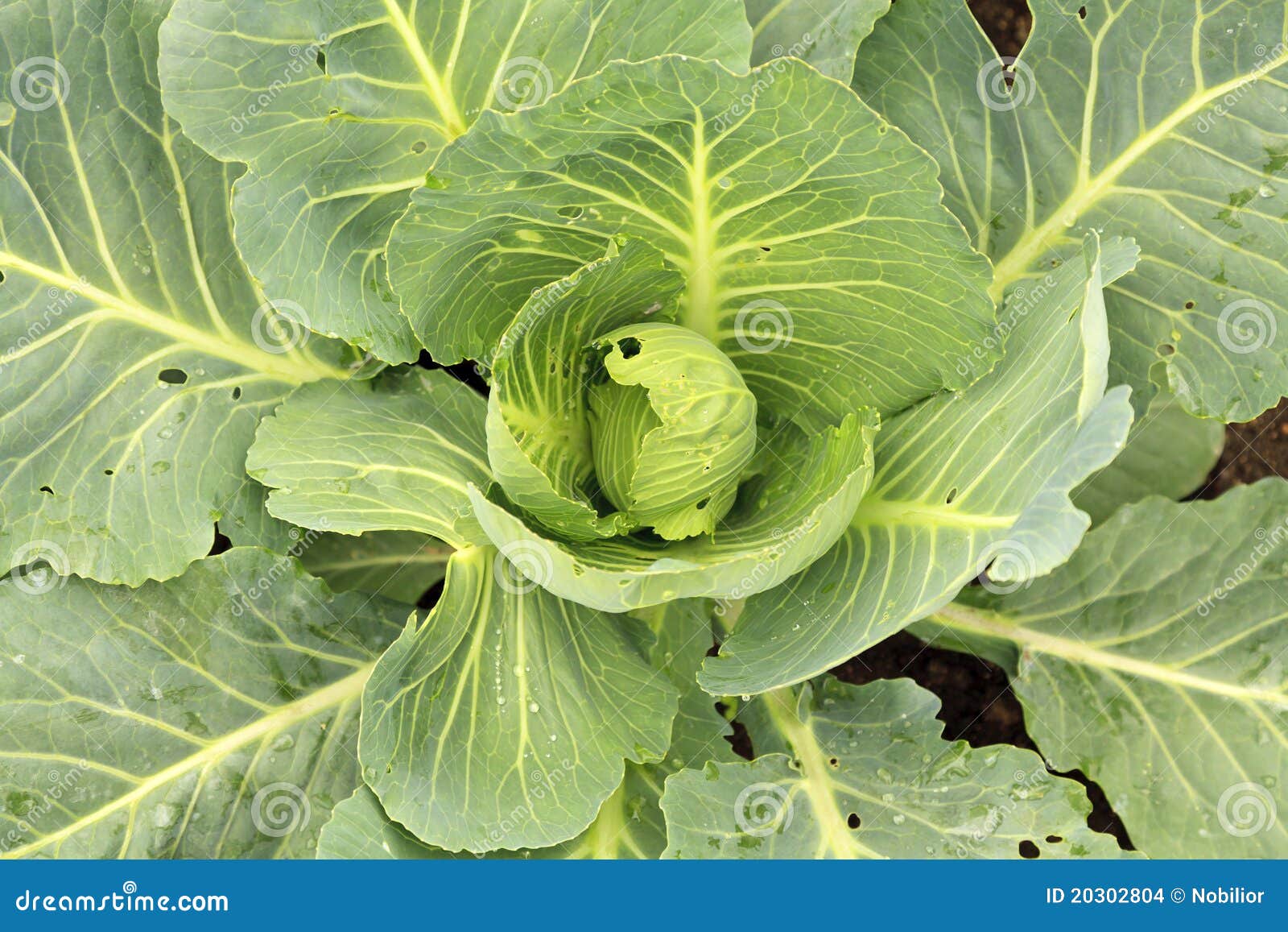 White cabbage stock photo. Image of outdoor, close, agriculture - 20302804