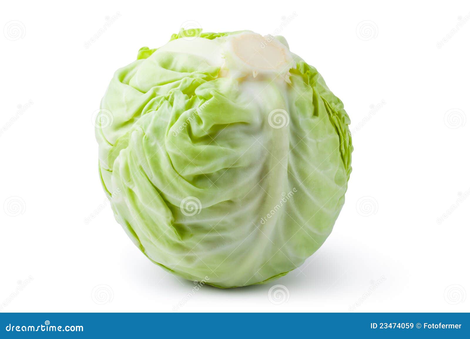 White cabbage stock image. Image of plant, leaf, growth - 23474059