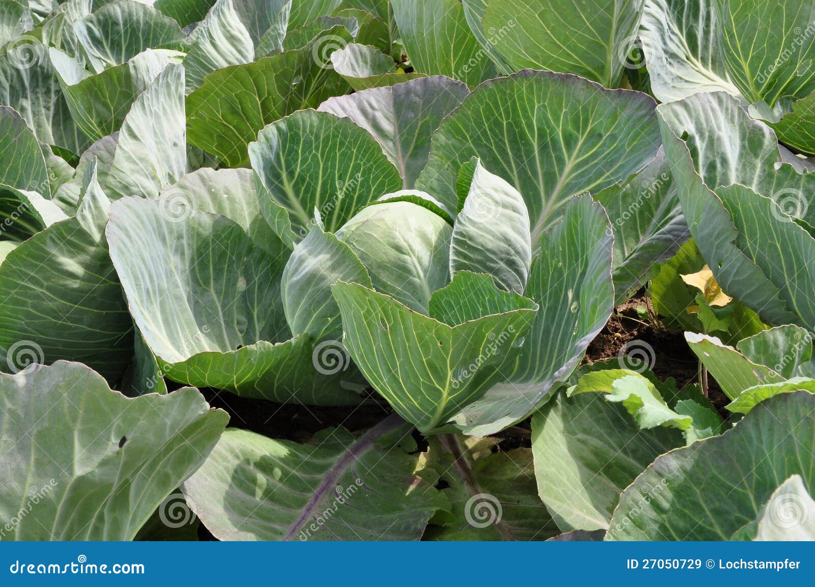 White cabbage stock image. Image of vegetarian, garden - 27050729
