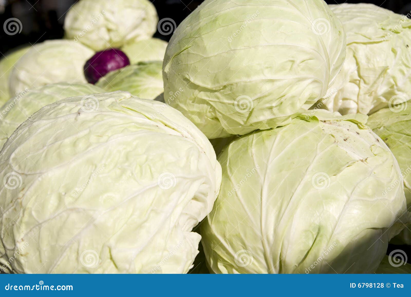 White cabbage stock photo. Image of green, cabbage, organic - 6798128