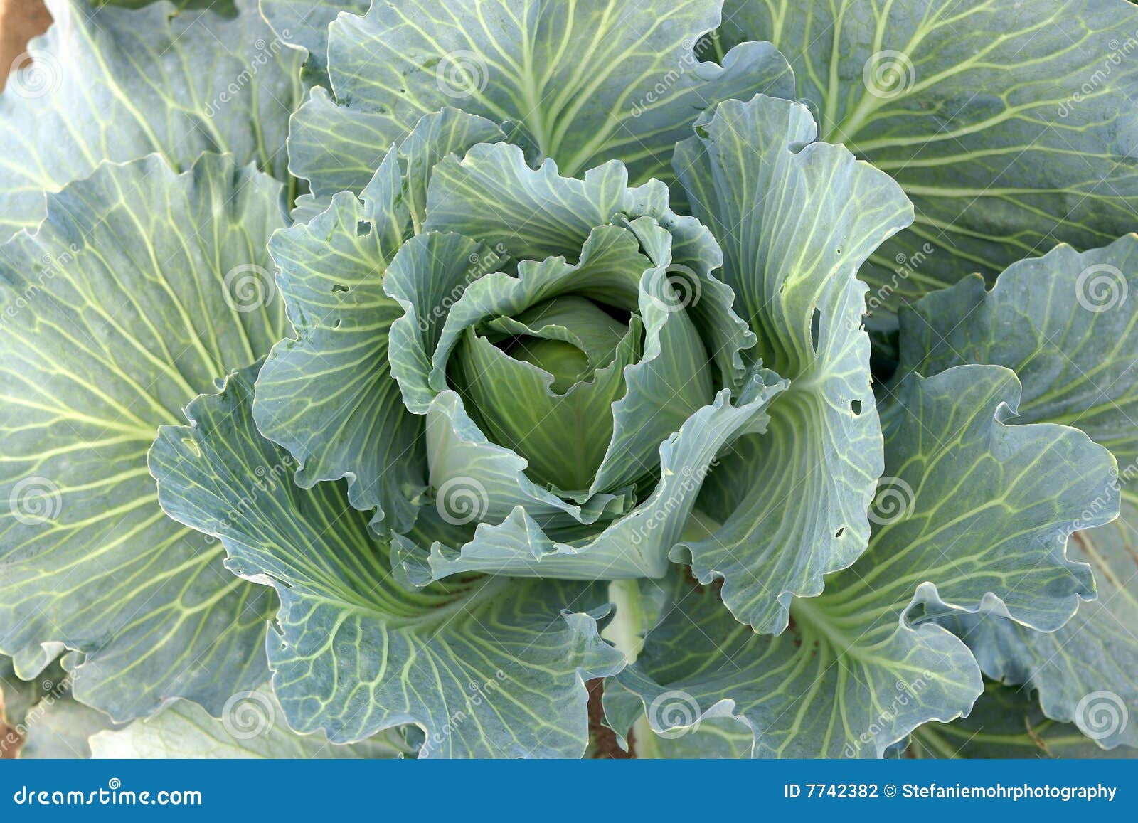 White Cabbage stock photo. Image of edible, diet, farmland - 7742382